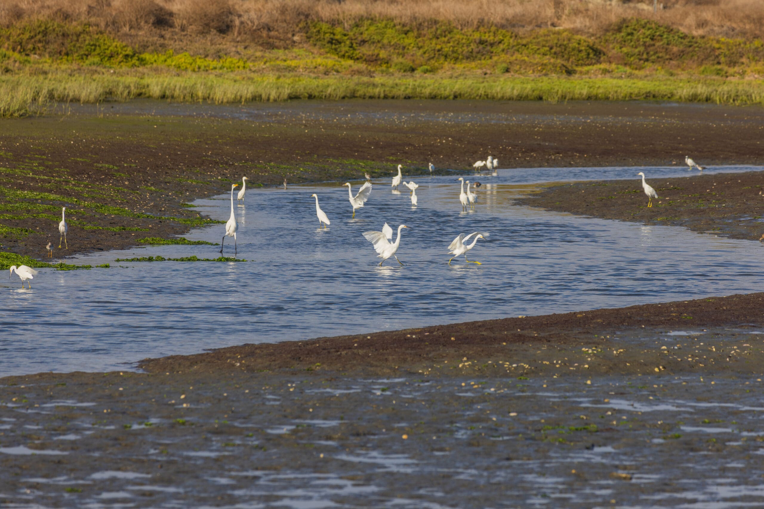 About the Wetlands - Los Cerritos